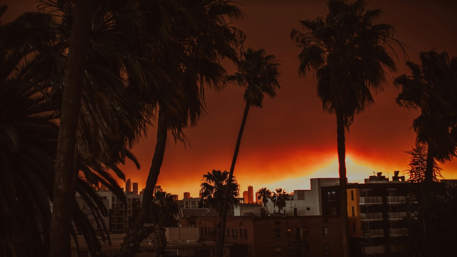 Wildfires in Los Angeles: Impacts on wildlife and ocean ecosystems Wildfires in Los Angeles: Impacts on wildlife and ocean ecosystems